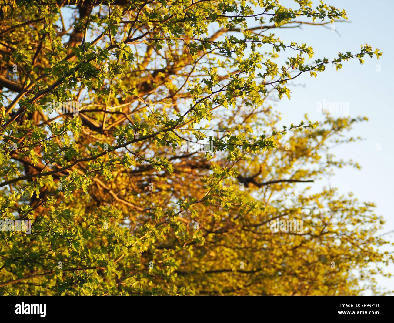 Beautiful nature photos of trees during the golden hour. you can see ...