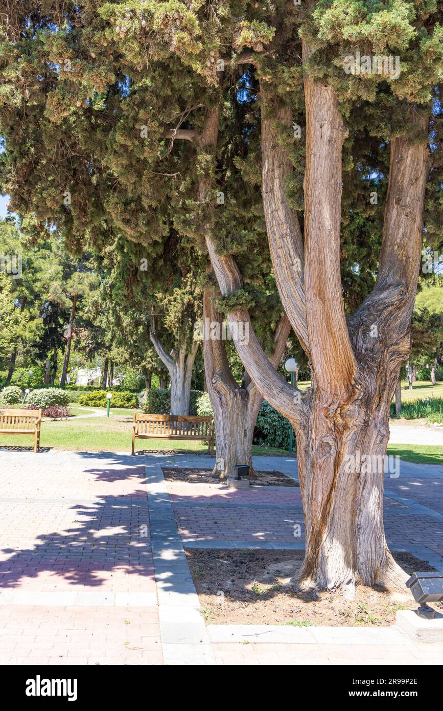 View from main building with old pine tree of American Farm School in ...