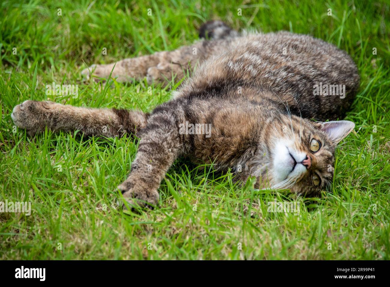 Wildcat lying in sunny grass Stock Photo - Alamy