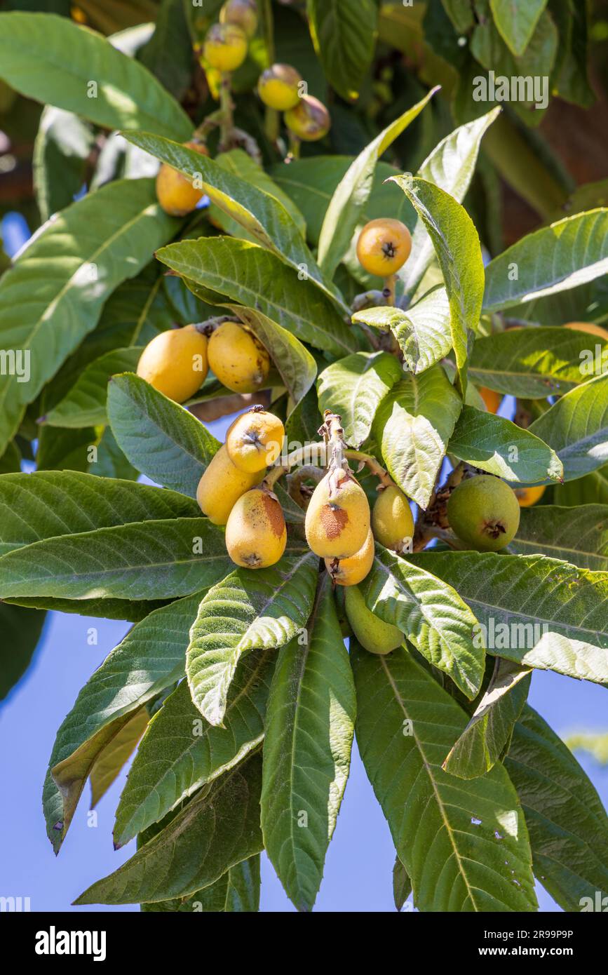 Loquat tree eriobotrya japonica hi-res stock photography and images - Alamy