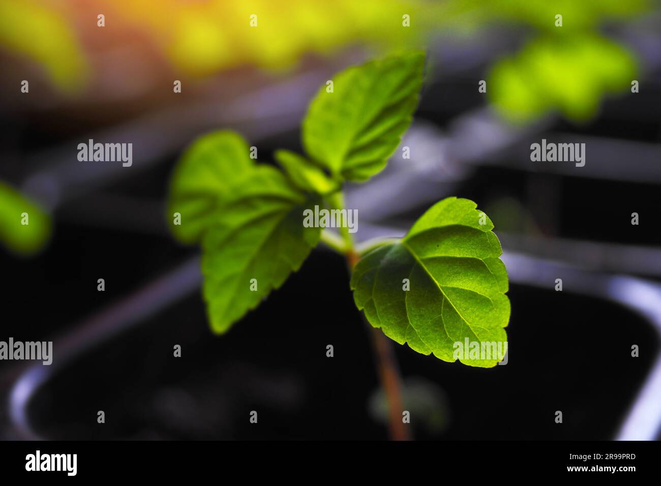 Tomato sprout in sun. Indoor seedlings in pots with soil. Preparation ...