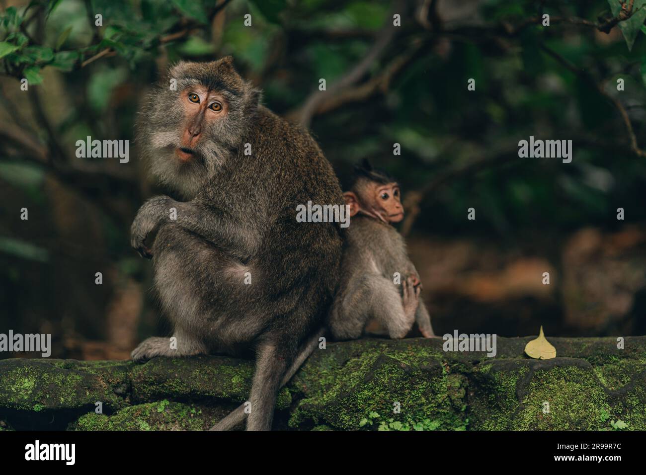 Cute mom monkey with little baby sitting back to back. Monkeys sitting ...