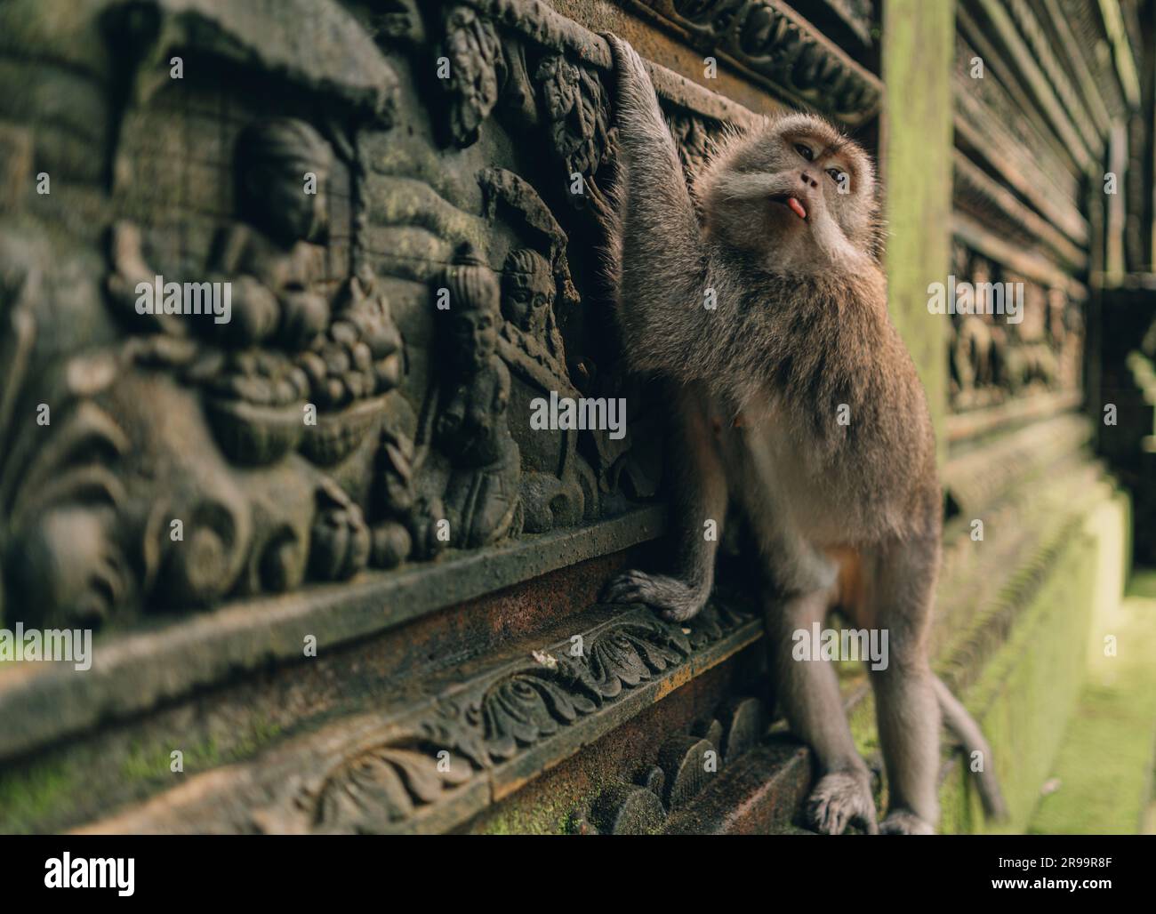 Macaque makes a face and sticks out his tongue, hanging on stone ...