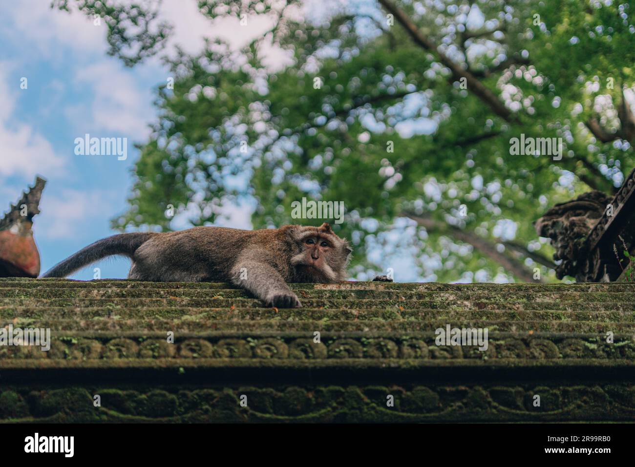 Cute monkey lying on stone wall in sacred monkey forest. Relaxed ...