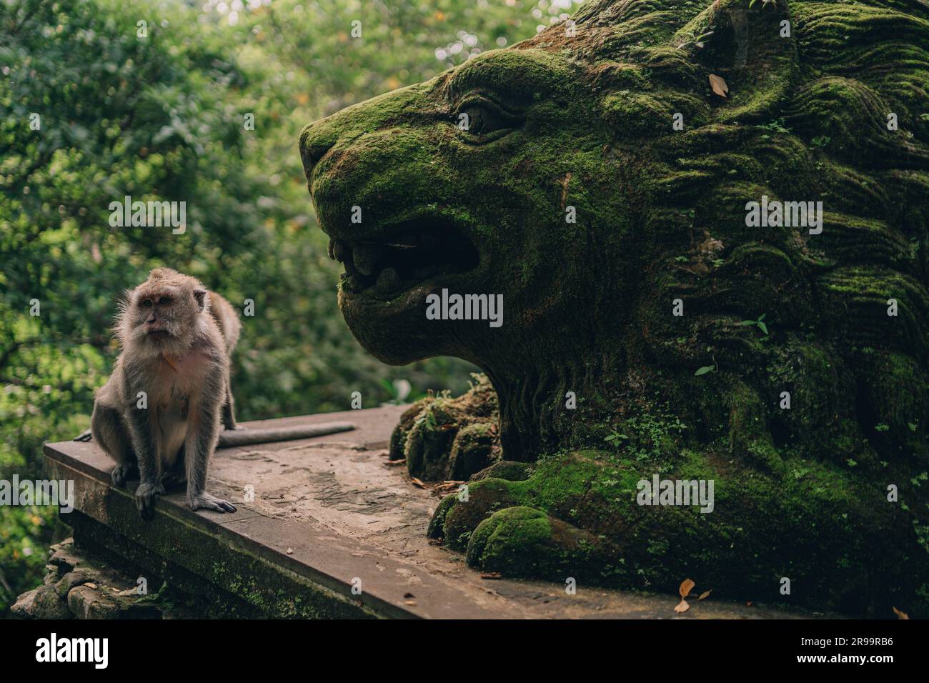 Cute monkey beside lion stone sculpture covered with moss. Balinese ...