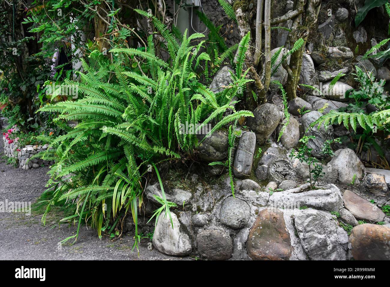 Nephrolepis cordifolia. Commonly known as Tuberous sword fern, Boston ...