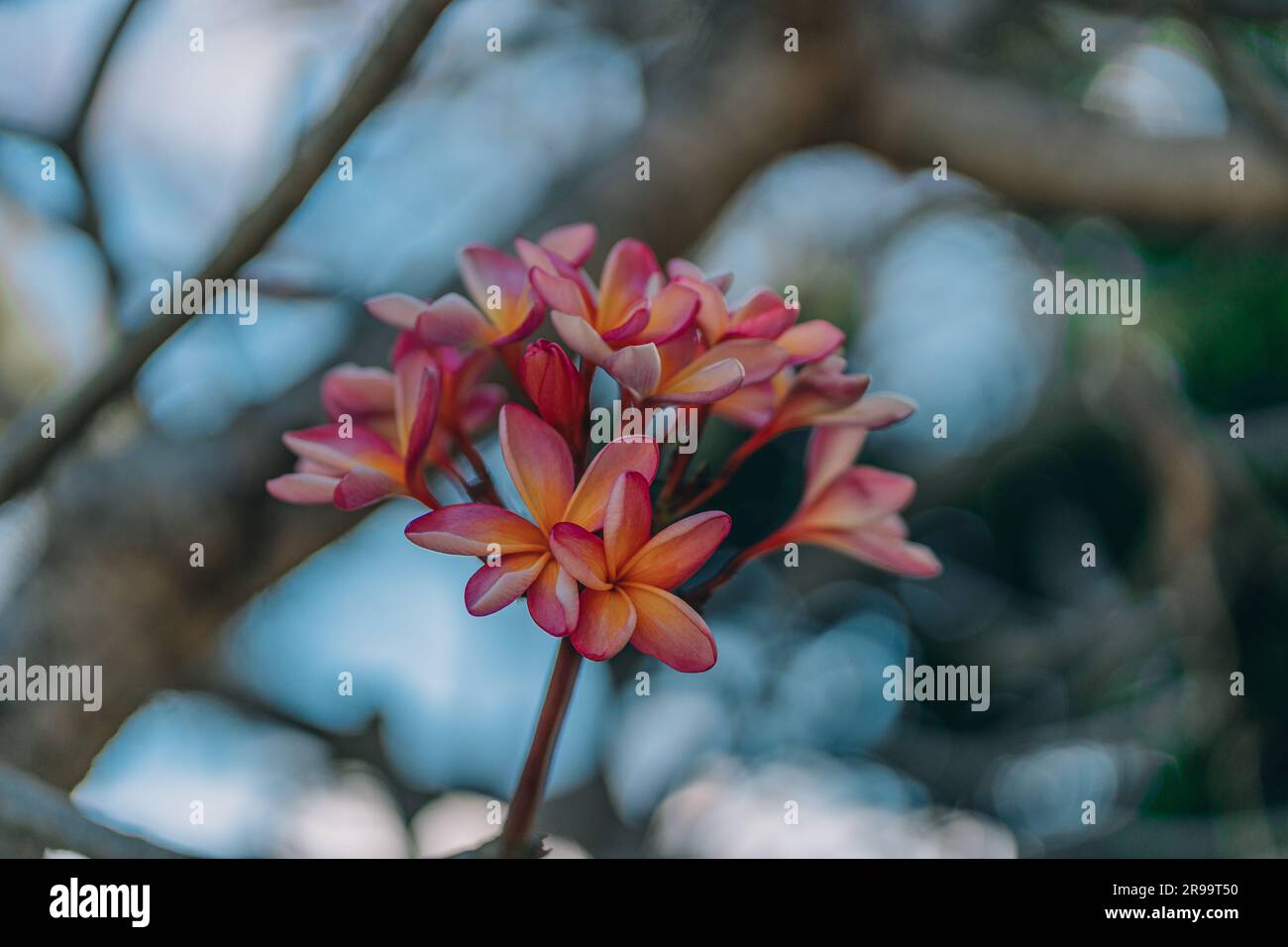 Close up shot of tropical rose flowers with tree background. Exotic ...
