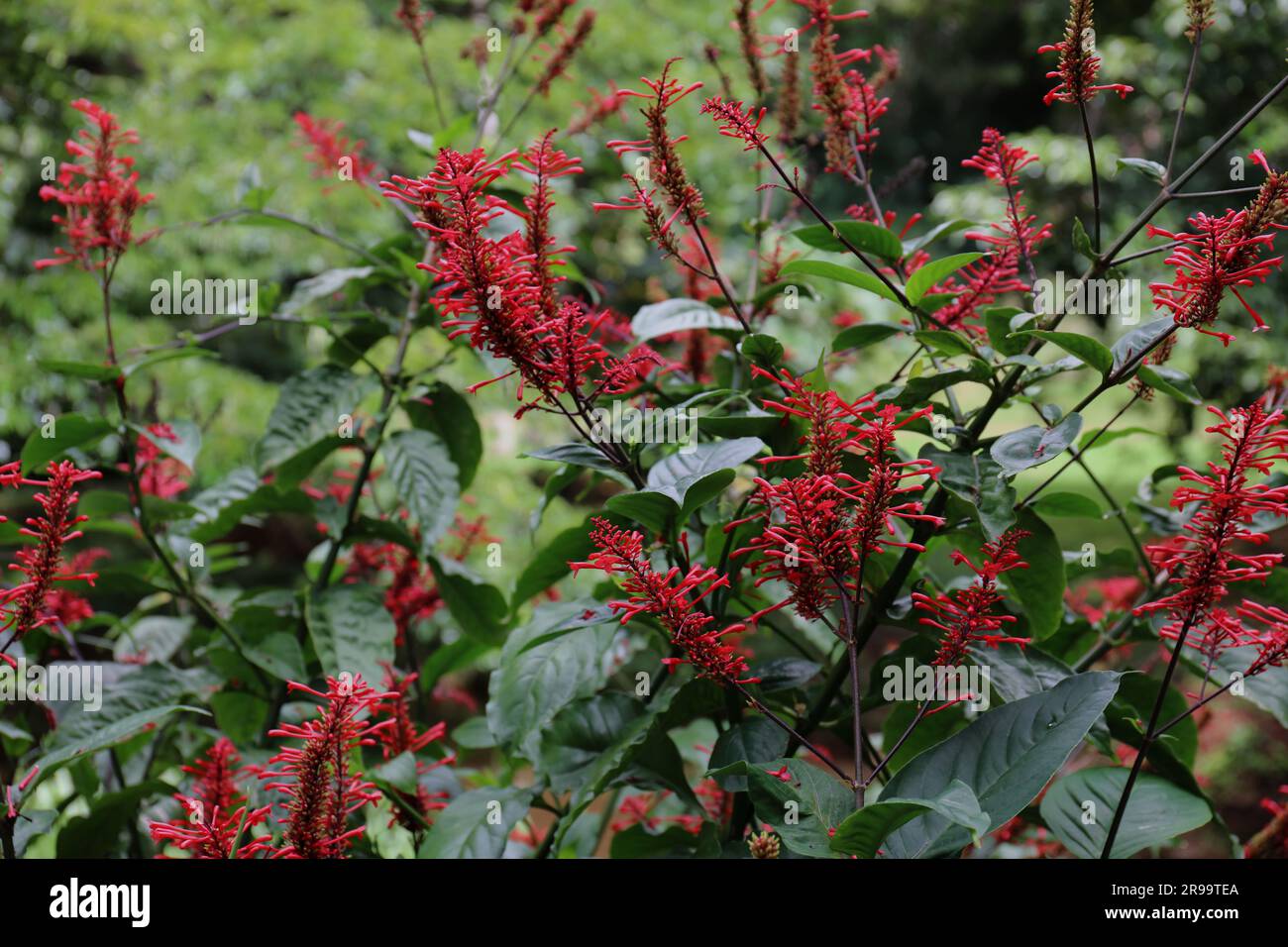 A Firespike plant, Odontonema cuspidatum, bursting with red scarlet ...