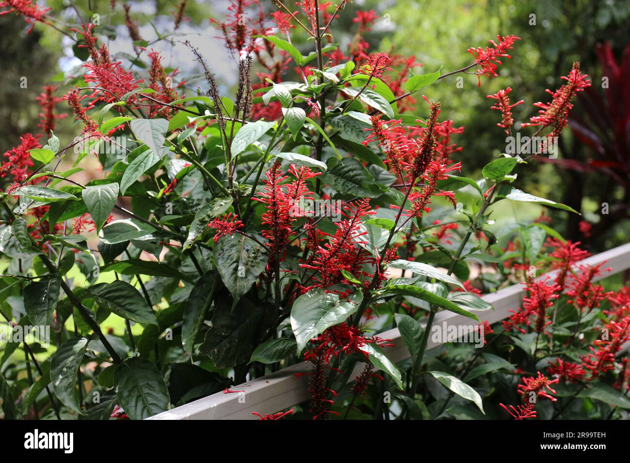 A Firespike plant, Odontonema cuspidatum, bursting with red scarlet ...