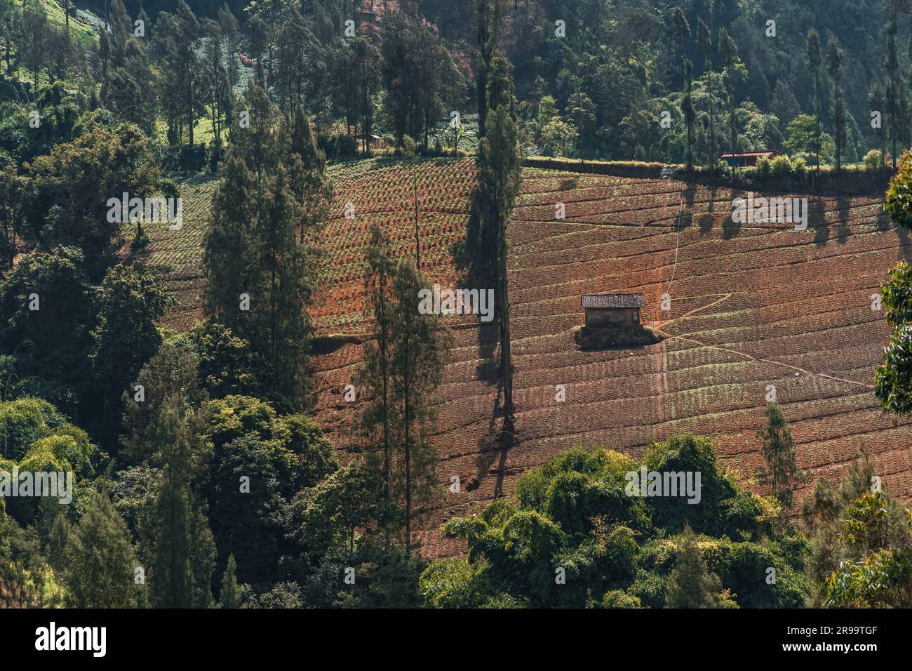 Landscape view of rice field plantation. Paddy fields, balinese ...