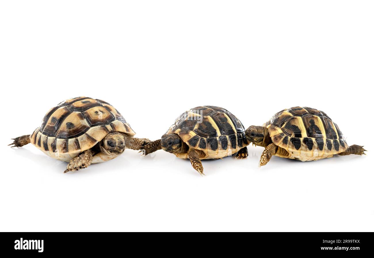 Greek tortoise and Hermann s tortoise in front of white background ...