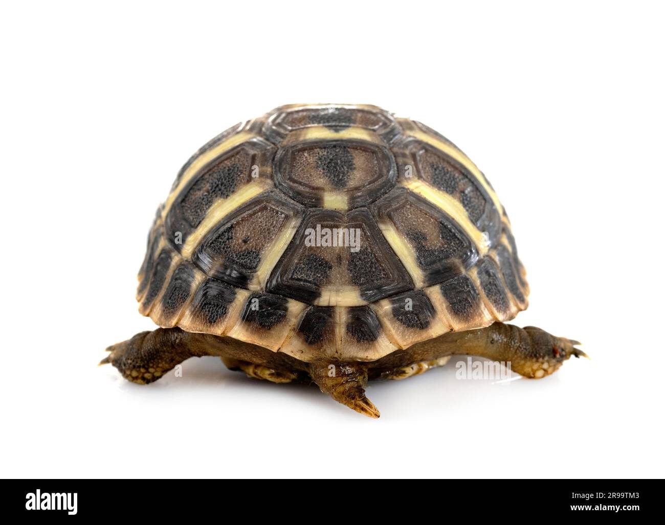 Hermann s tortoise in front of white background Stock Photo - Alamy