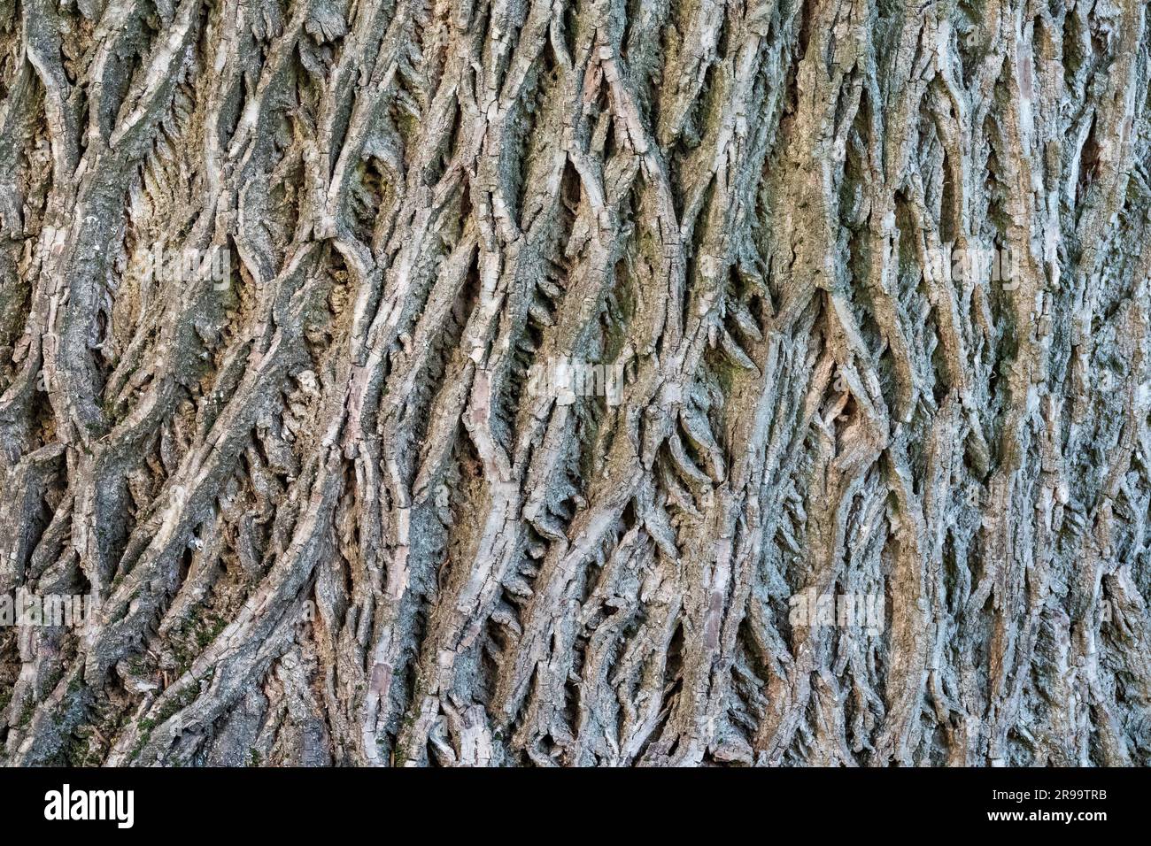 Natural walnut tree bark texture. Natural tree background Stock Photo ...