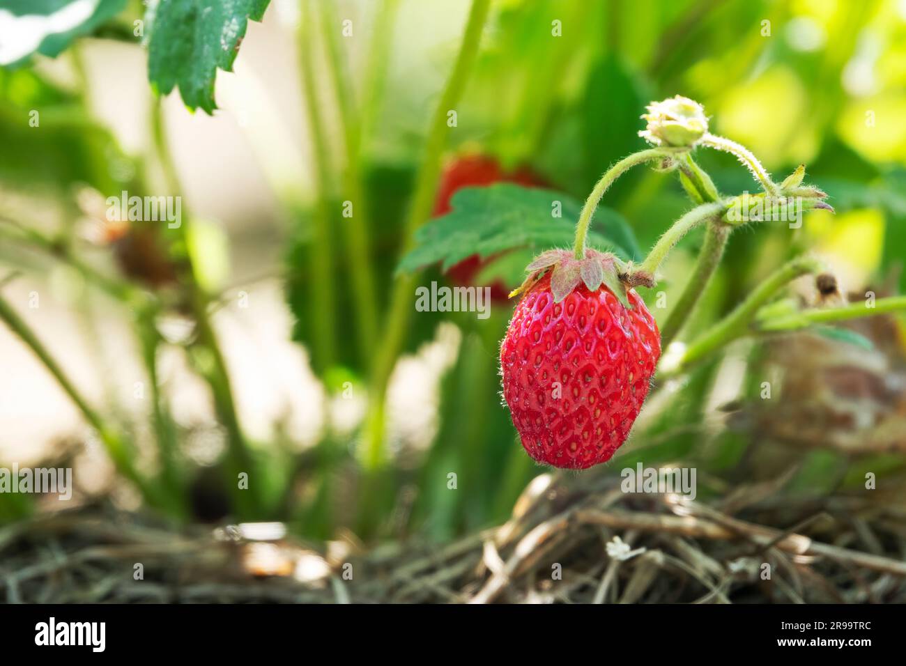 Strawberry production in soil hi-res stock photography and images - Alamy