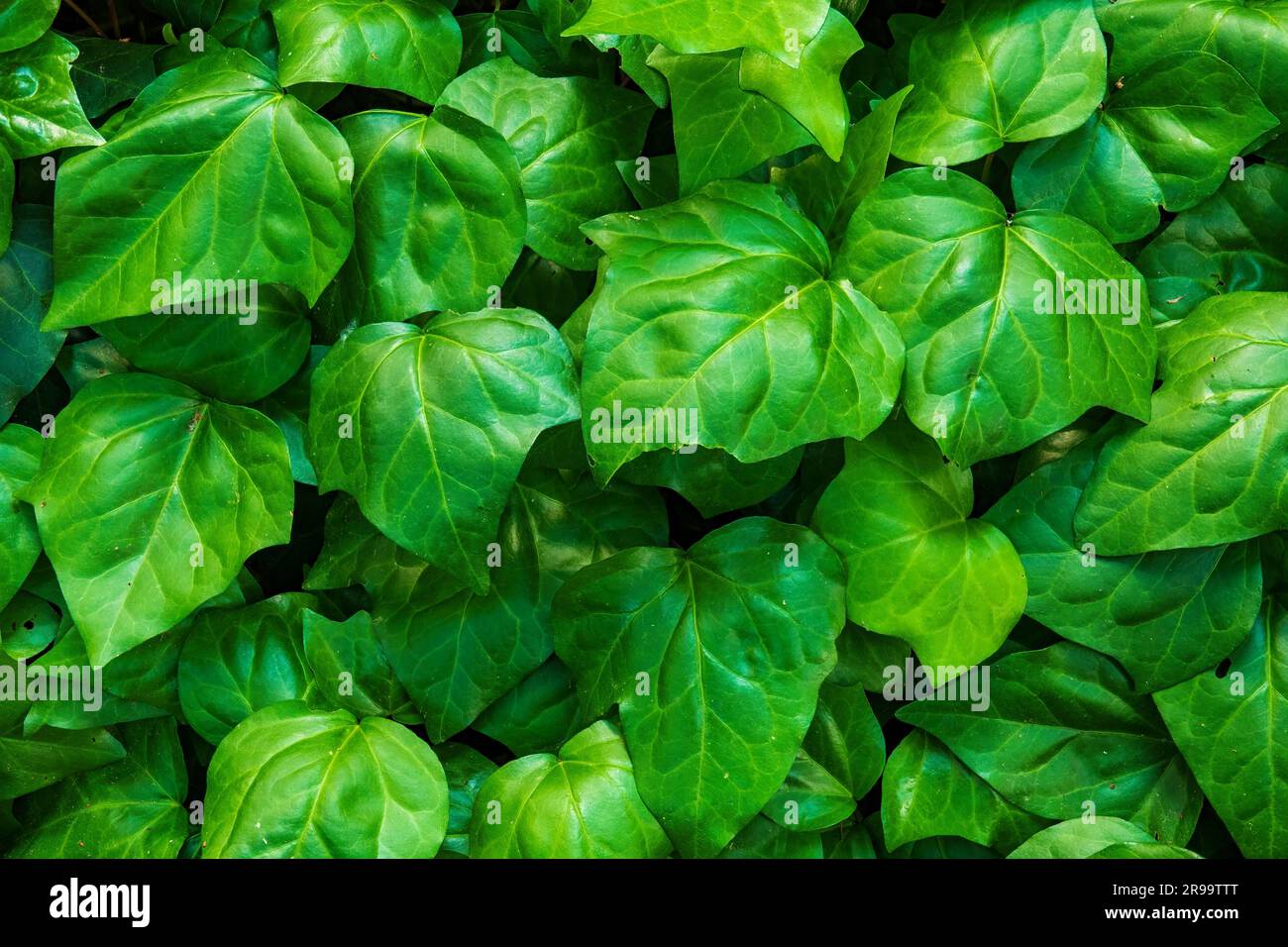 Big green leaves natural background Stock Photo - Alamy