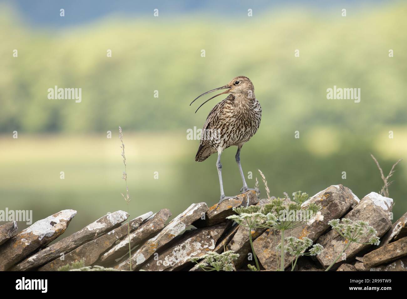 Curlew, close up of an adult curlew in the nesting season, calling on ...