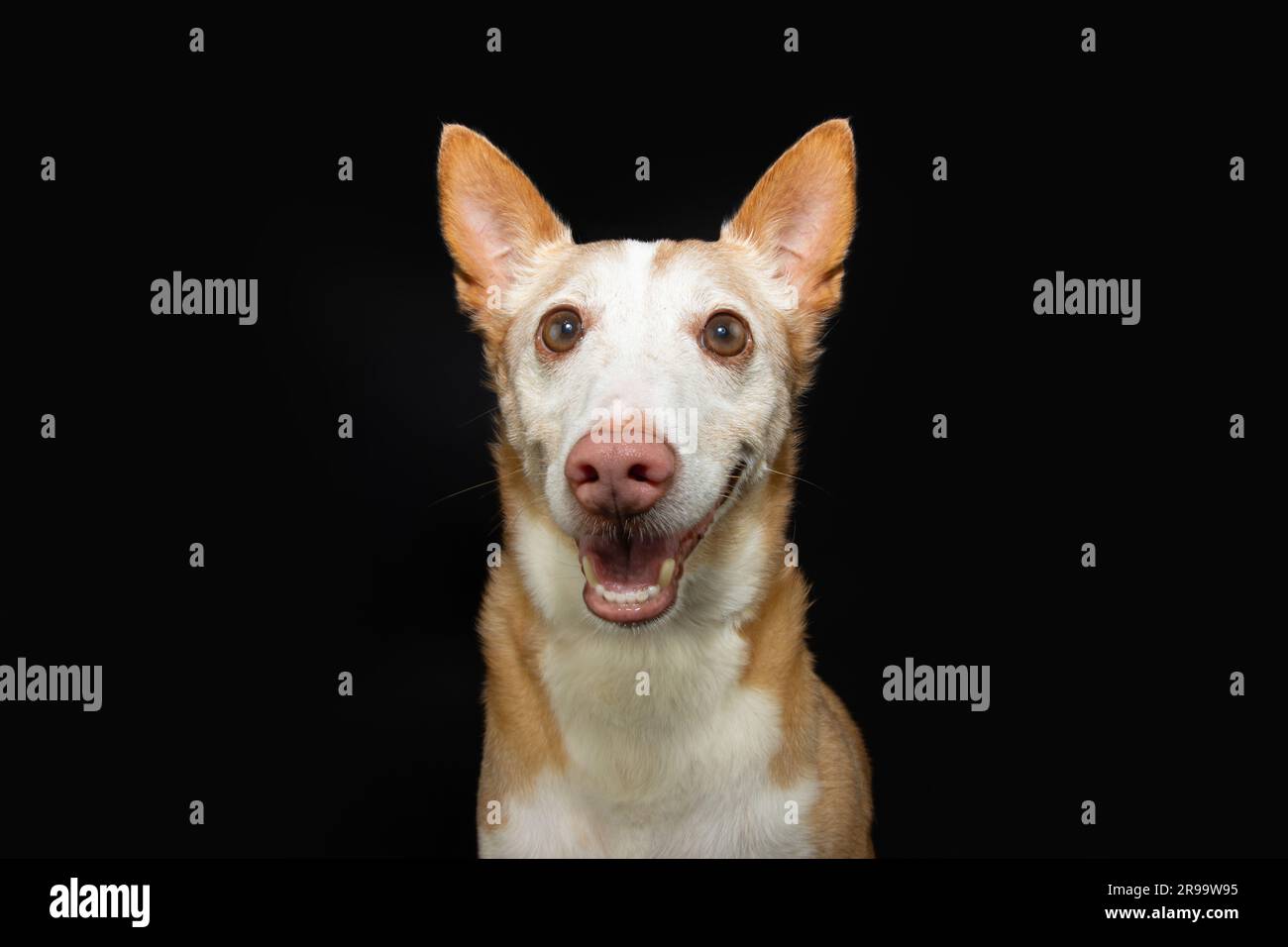 Portrait andalusian hound dog with happy expression face looking at ...