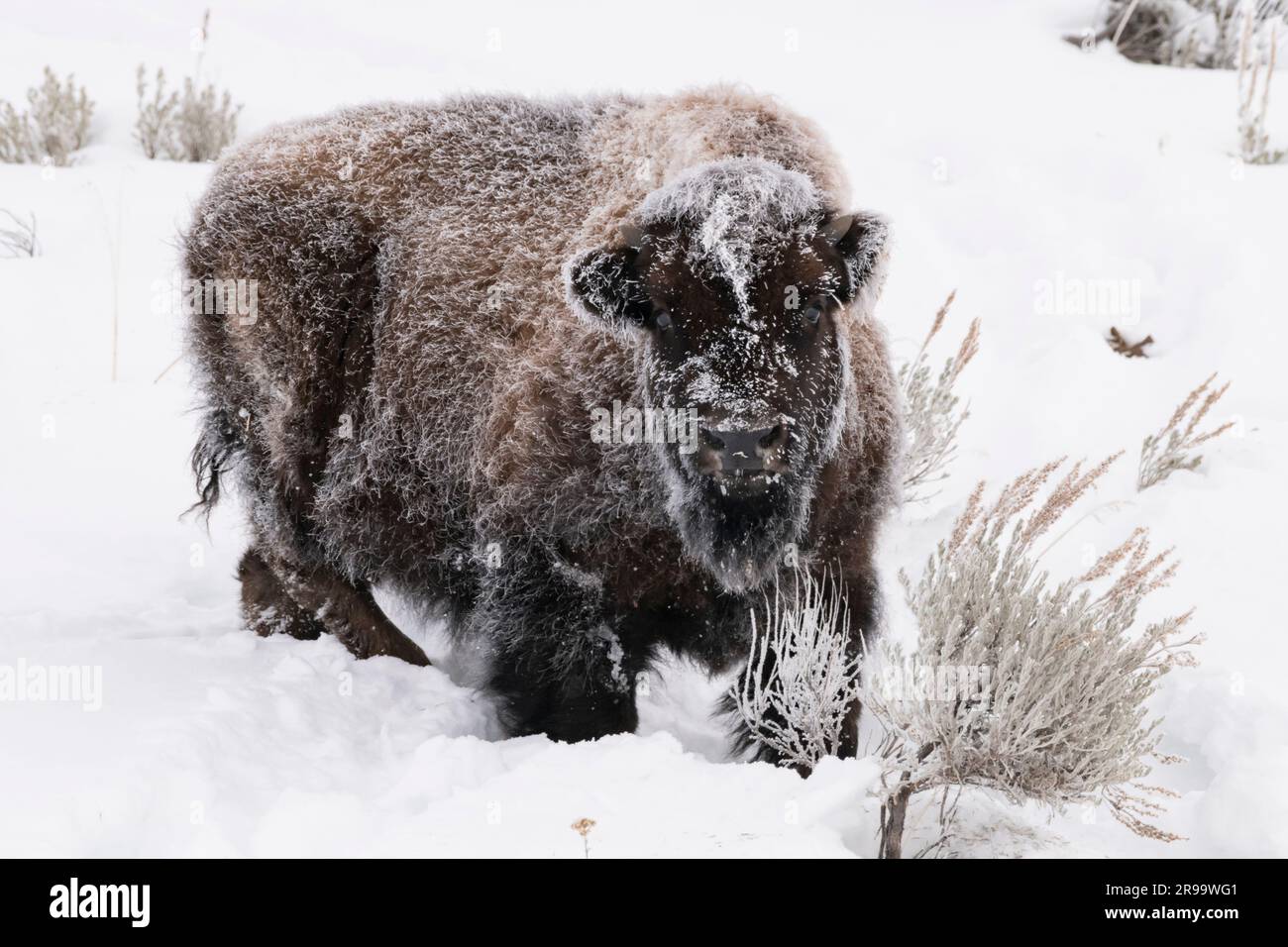 Bison of yellowstone hi-res stock photography and images - Alamy