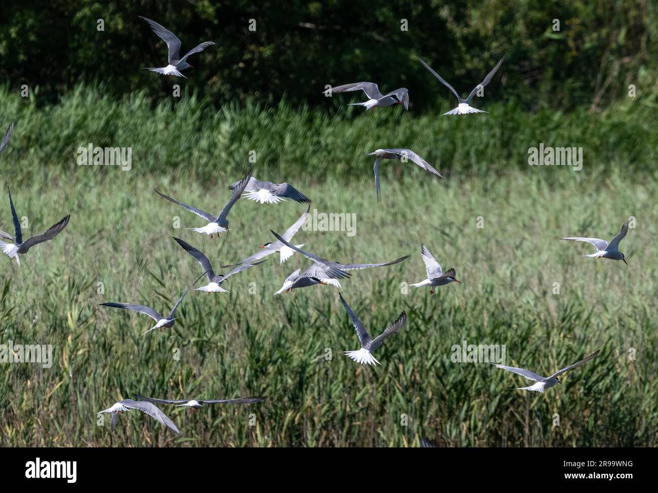 Bulgaria June 25th 2023: Common Tern breeds in colonies large or singly ...