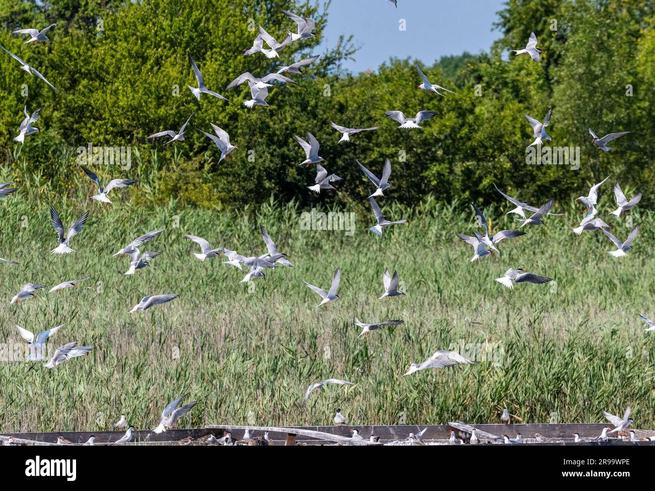 Bulgaria June 25th 2023: Common Tern breeds in colonies large or singly ...