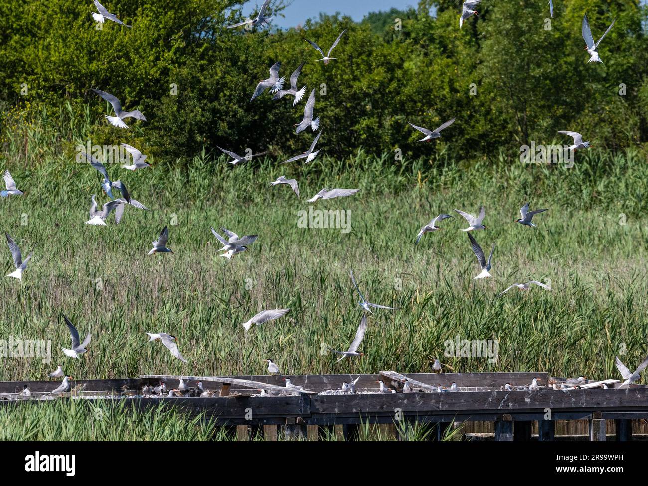 Bulgaria June 25th 2023: Common Tern breeds in colonies large or singly ...
