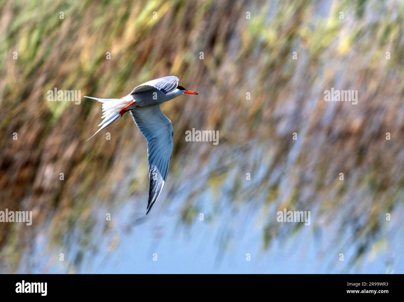 Bulgaria June 25th 2023: Common Tern breeds in colonies large or singly ...