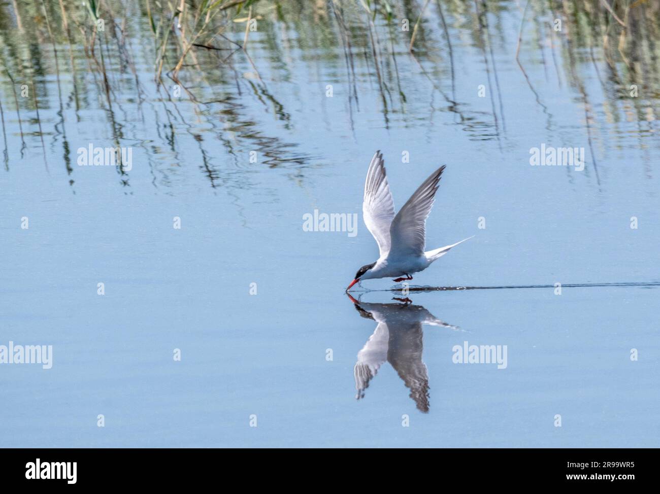 Bulgaria June 25th 2023: Common Tern breeds in colonies large or singly ...