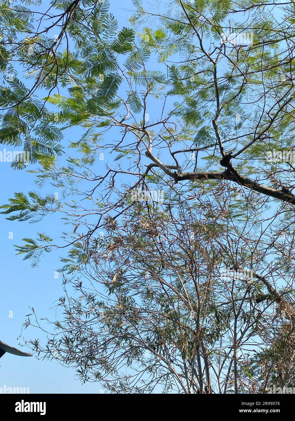 A lush, vibrant green tree with its branches and leaves stretching into ...