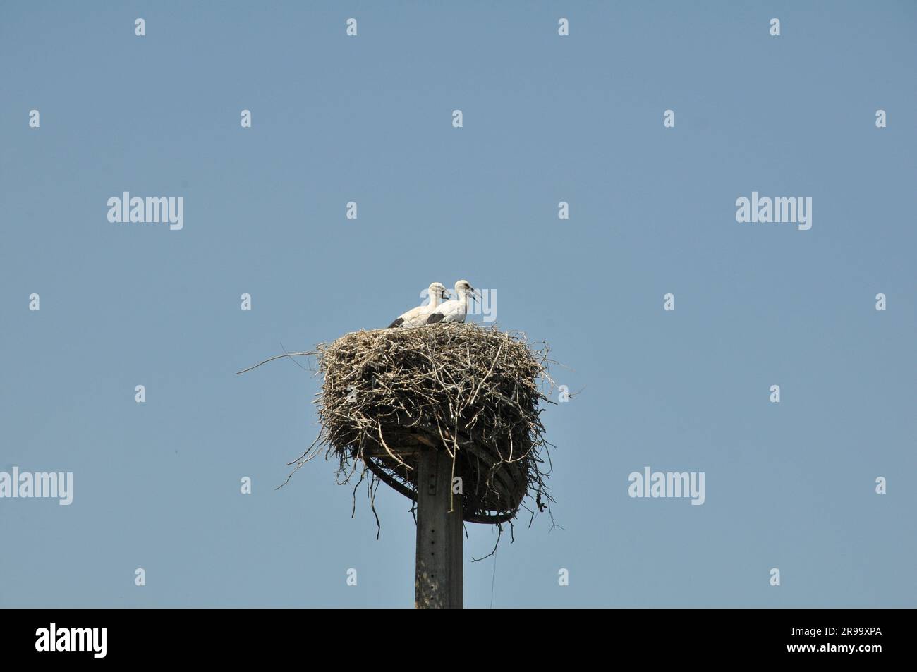 15 June 2023/Most famous bird couple stroke on nest at agte of ...