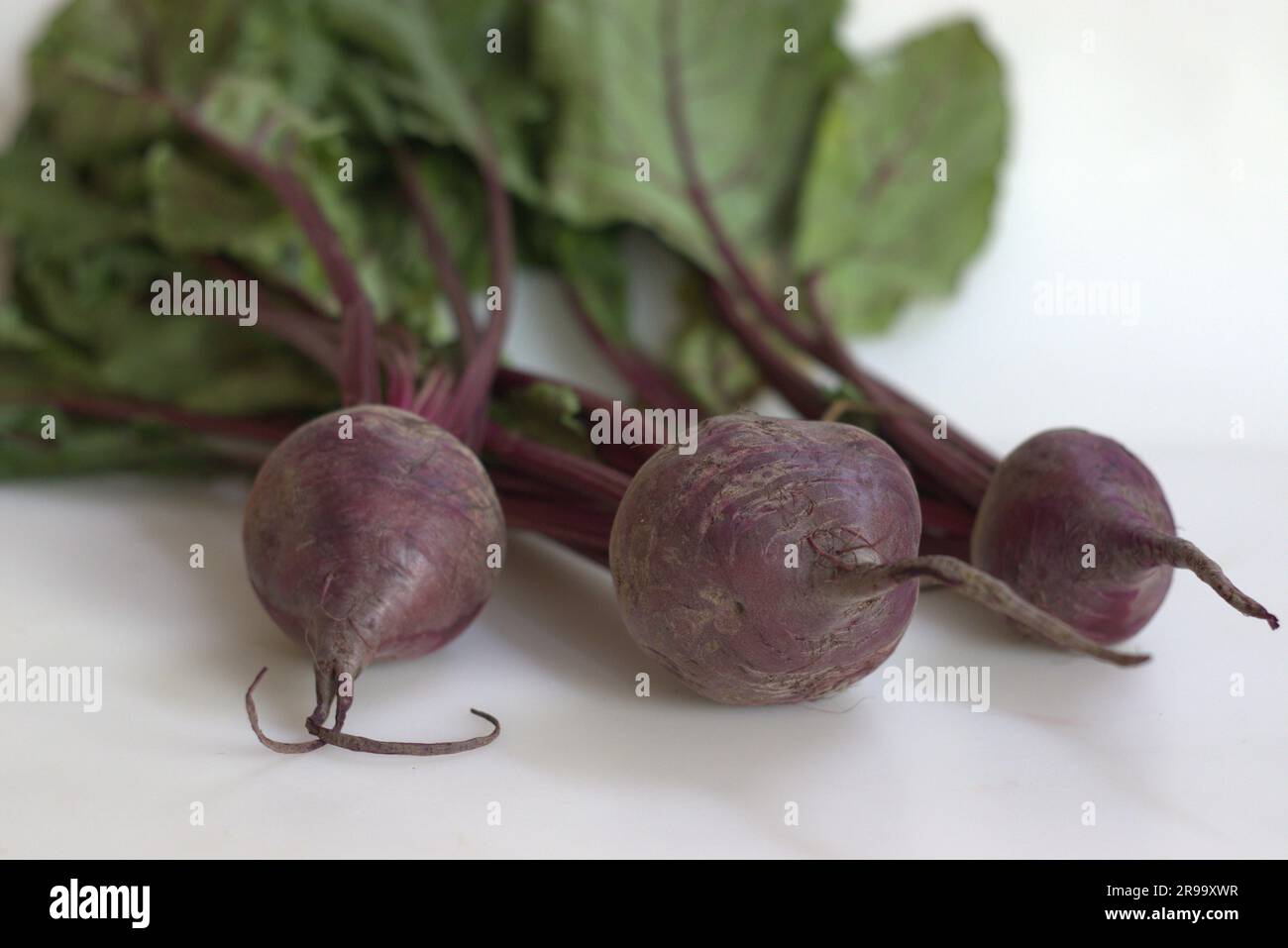 Beetplant hi-res stock photography and images - Alamy