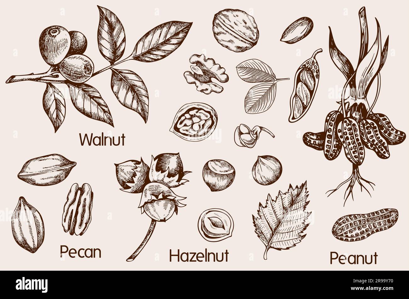 Set of vintage hand drawn nuts. Walnut, pecan, peanuts and hazelnut ...