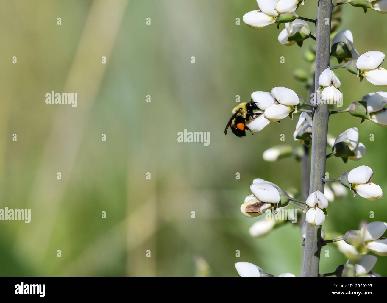 Close-up image of bumble bee gathering pollen on white flower in the ...