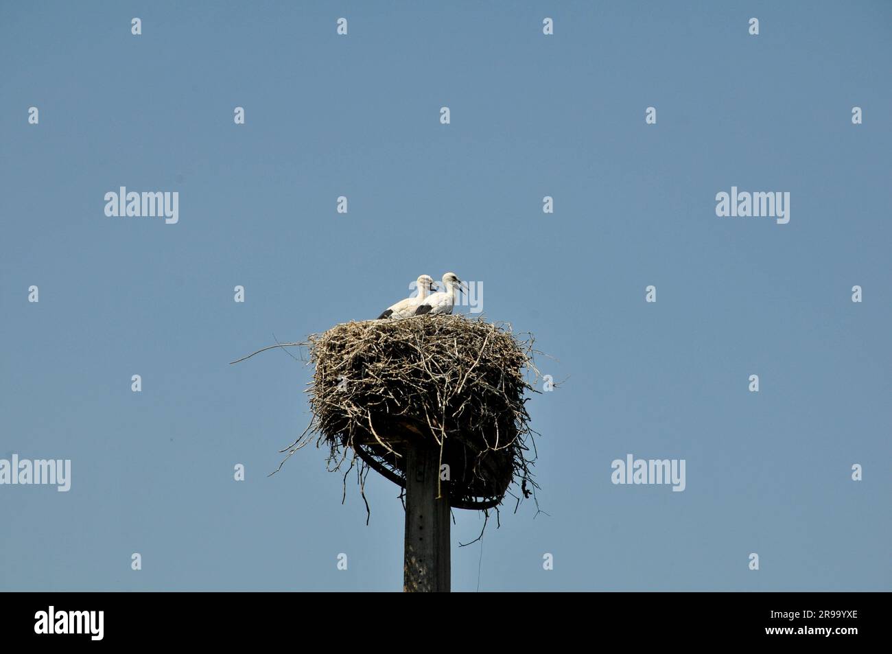 15 June 2023/Most famous bird couple storks on nest at agte of ...