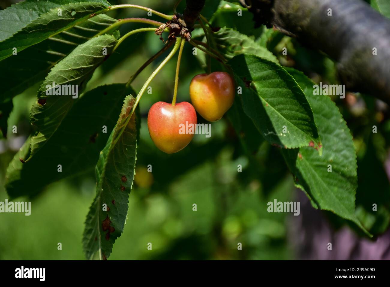 Cherry tree india hi-res stock photography and images - Alamy