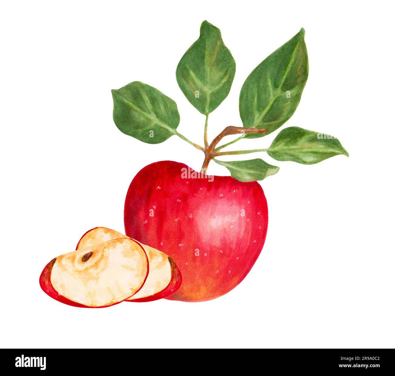 Apple fruit composition with apple slices and leaves. Healthy ...