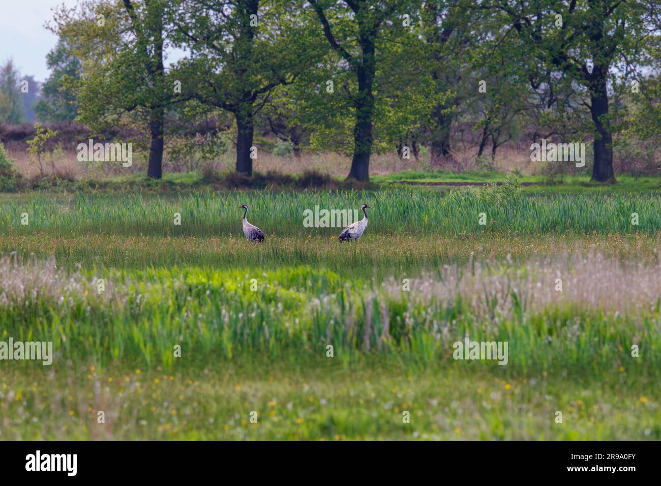 Two foraging Cranes, Grus grus, in natural habitat of a semi-open wet ...