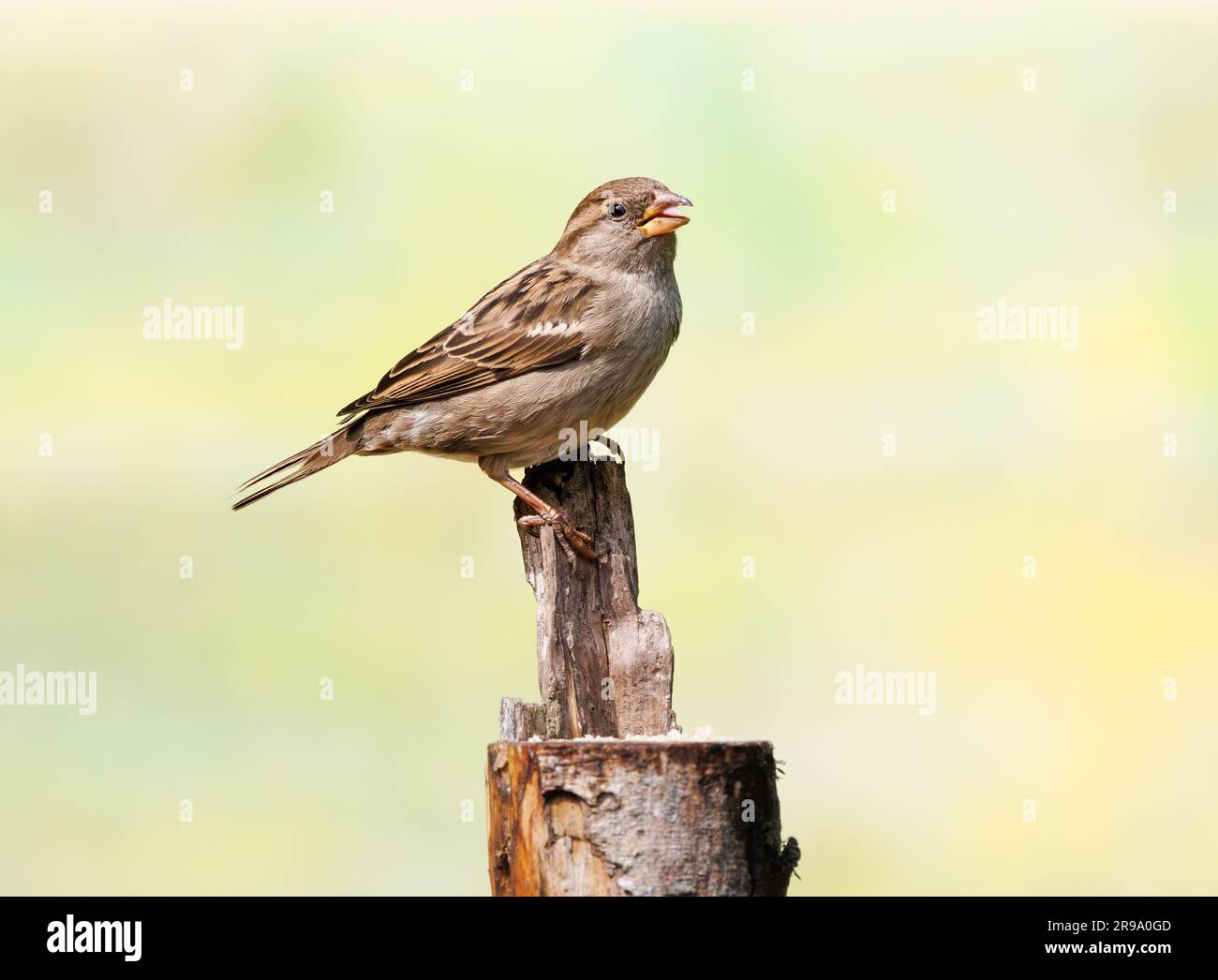 close up female House Sparrow, Passer domesticus, on feeding spot in ...