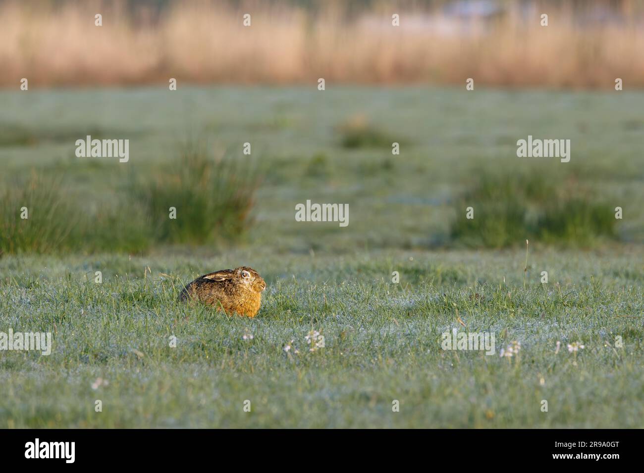 Animal ears cover hi-res stock photography and images - Alamy