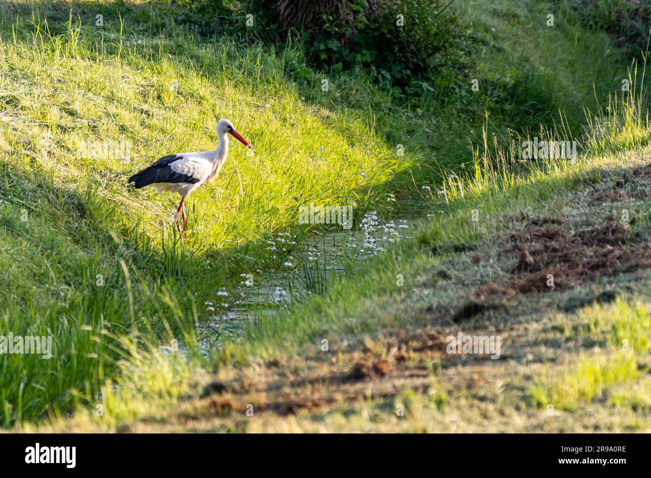 a stork on a meadow in the sunlight Stock Photo - Alamy