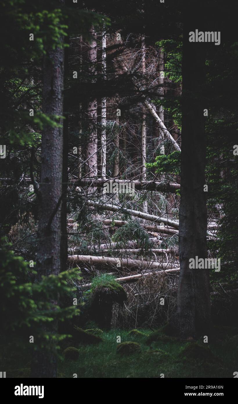 Tall trees filled green hi-res stock photography and images - Alamy