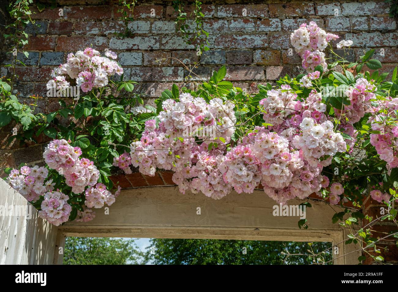 Pink roses growing over a doorway into a walled garden during June ...