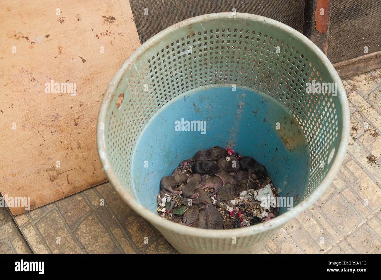 Sleeping rat nest hi-res stock photography and images - Alamy