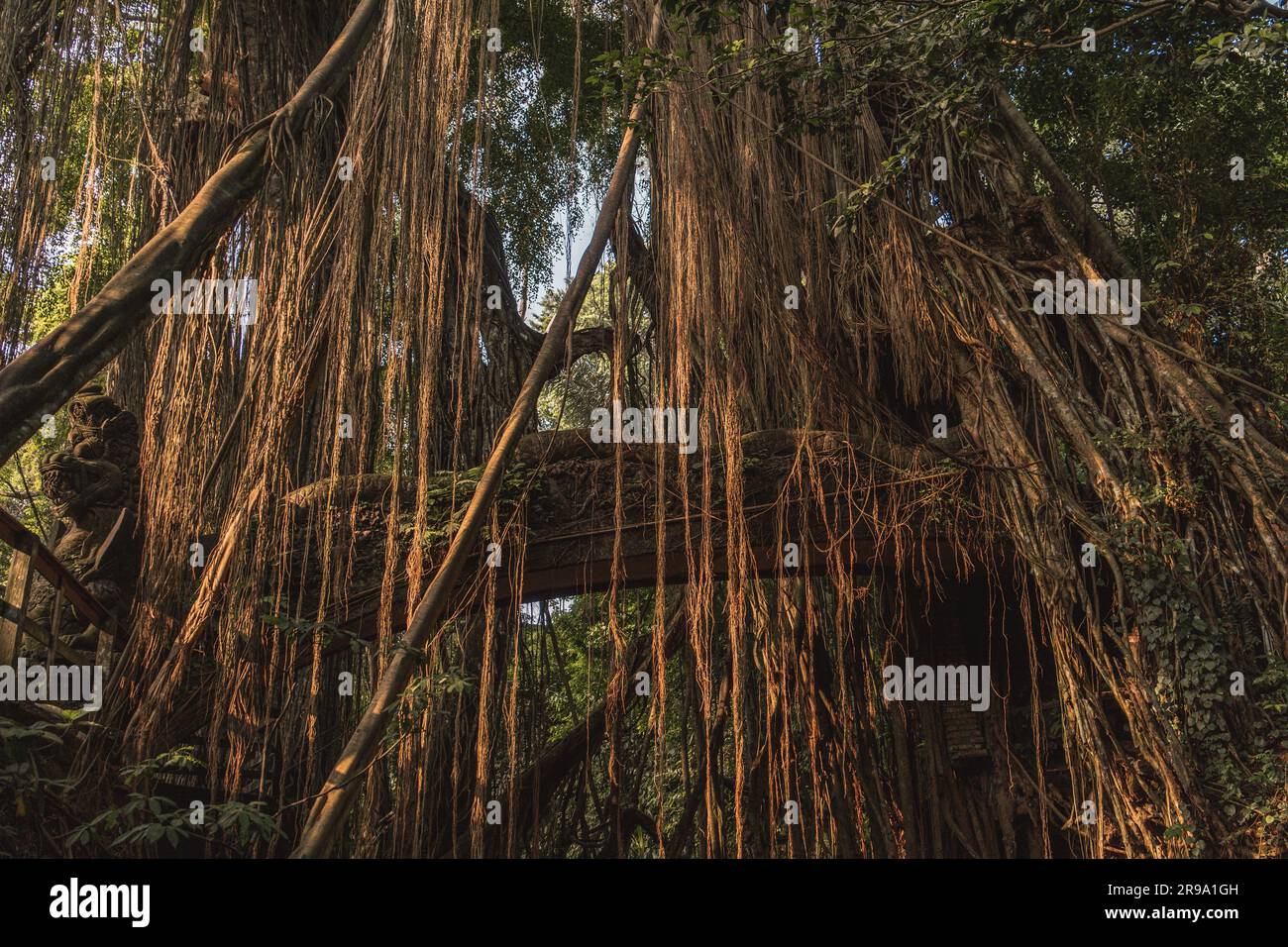 Photo of tropical jungle lianas and vines. Exotic rainforest with ...