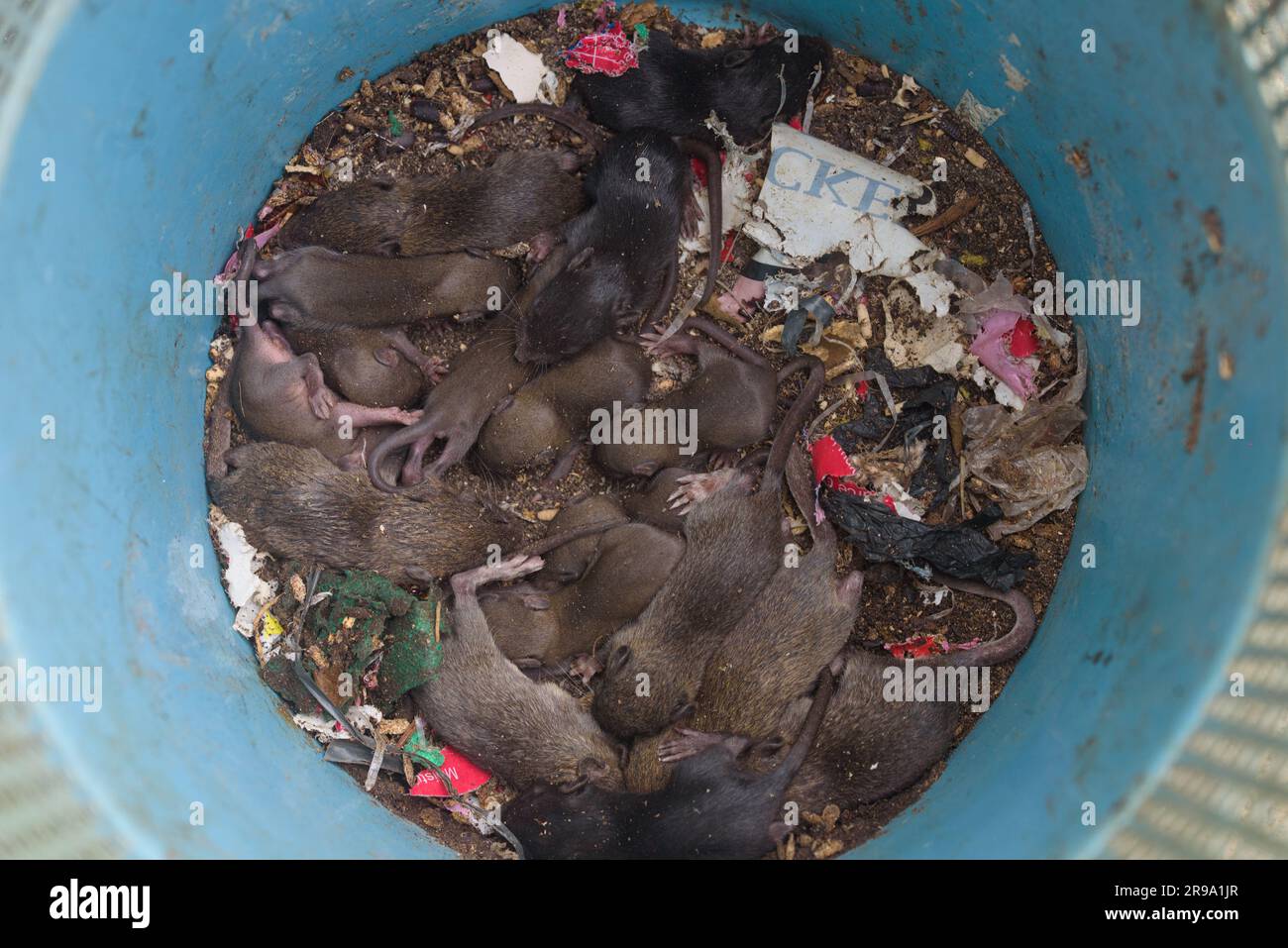 Sleeping rat nest hi-res stock photography and images - Alamy