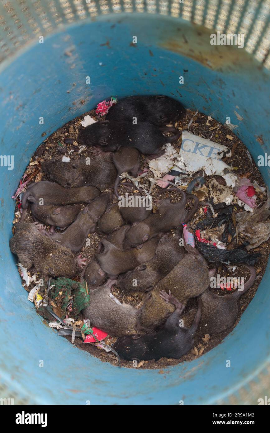 Rats infestation hi-res stock photography and images - Alamy
