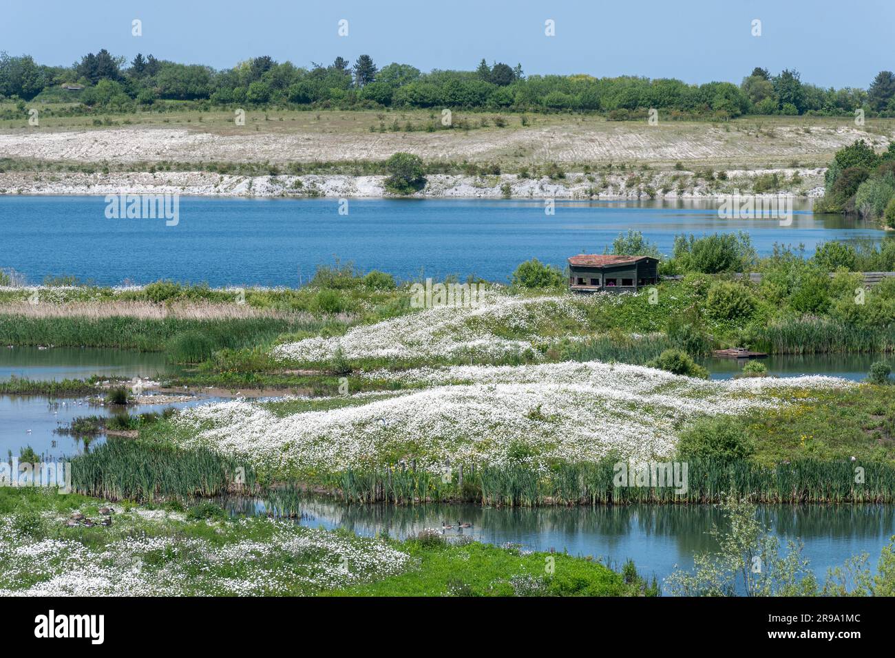 View over lakes at College Lake Nature Reserve in a former chalk quarry ...