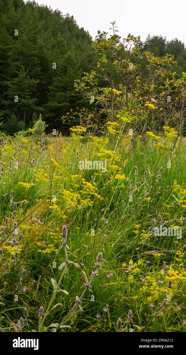 Cluster of bright yellow flowering plants hi-res stock photography and images - Alamy
