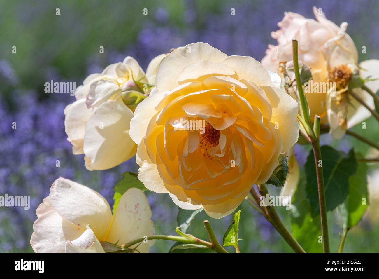 Rose 'Graham Thomas', an English shrub rose flowering in June or summer ...