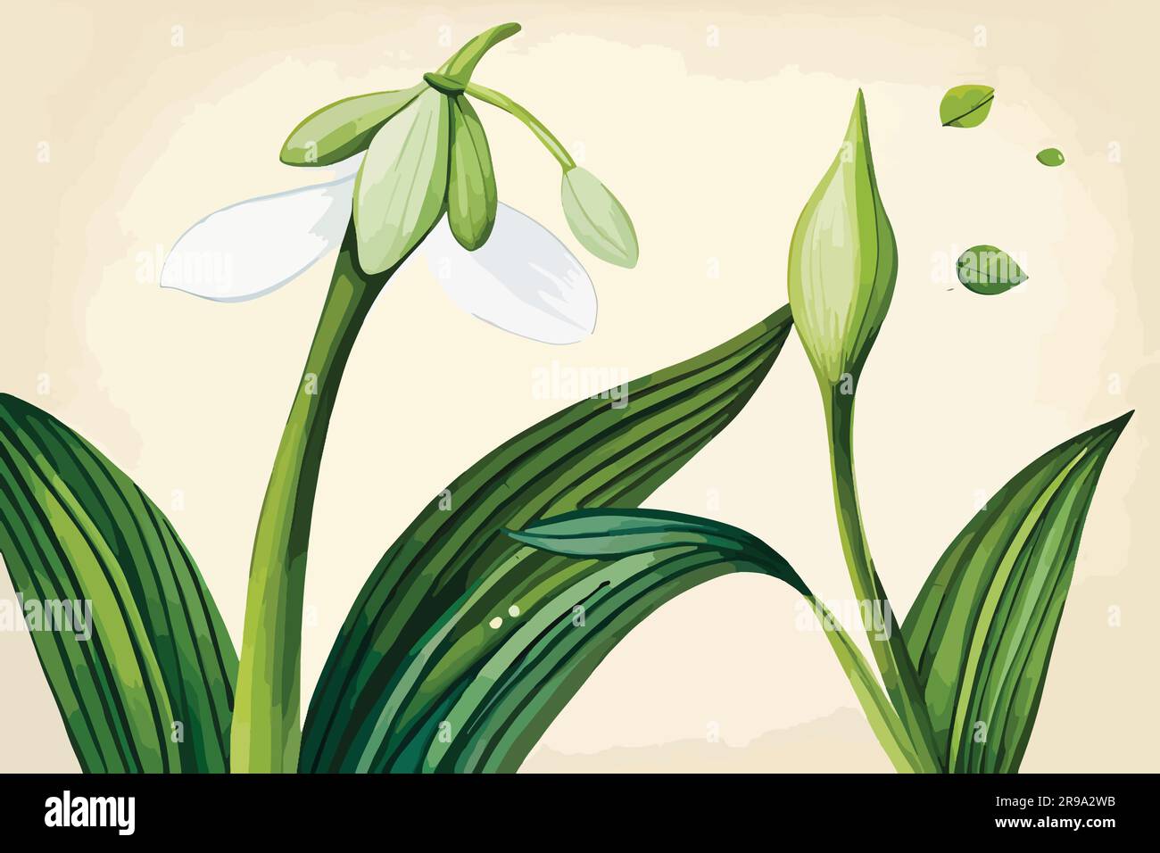 Snowdrop flower single Stock Vector Images - Alamy