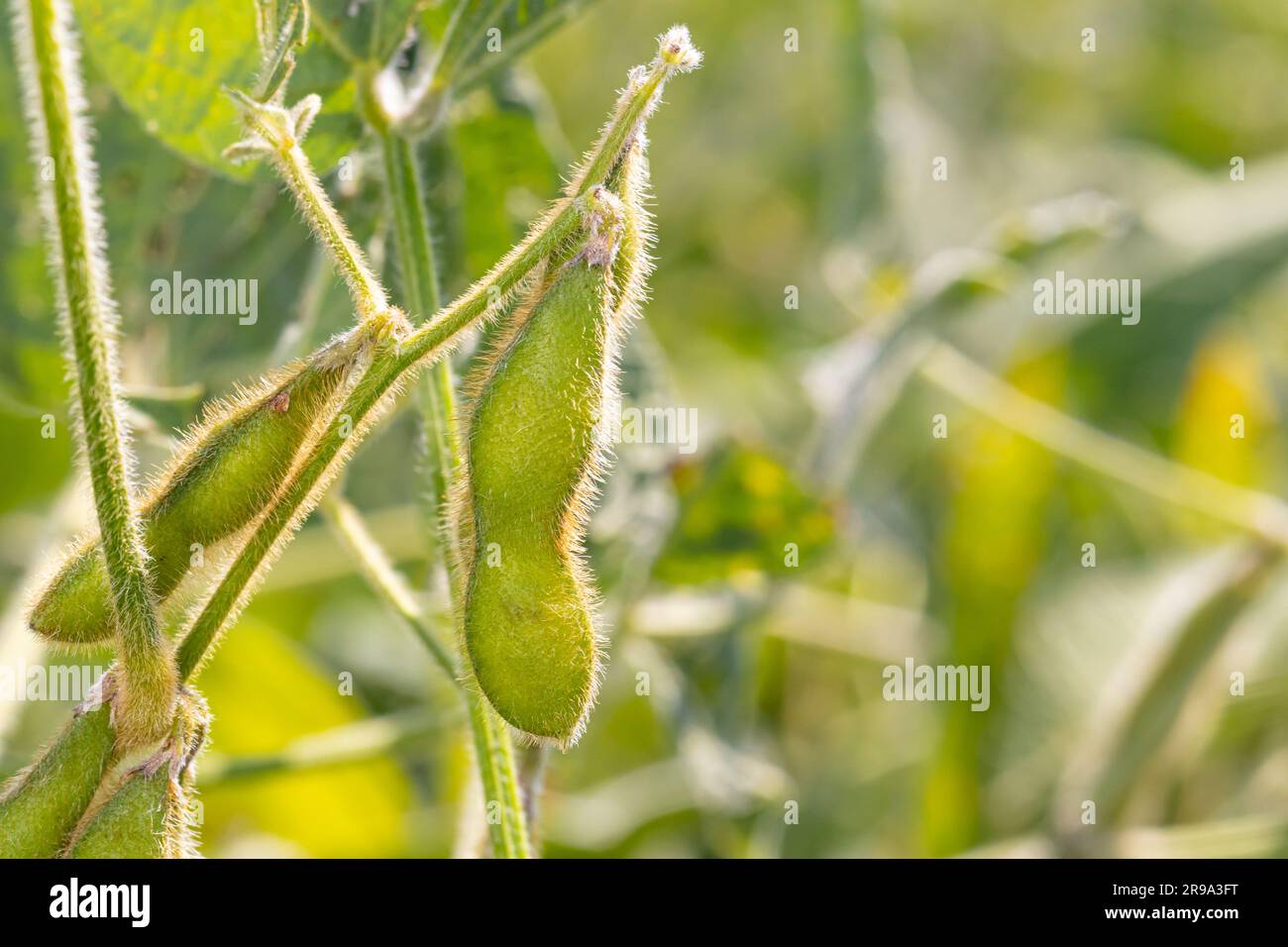 Closeup of green soybean pods in farm field. Farming, agriculture and ...